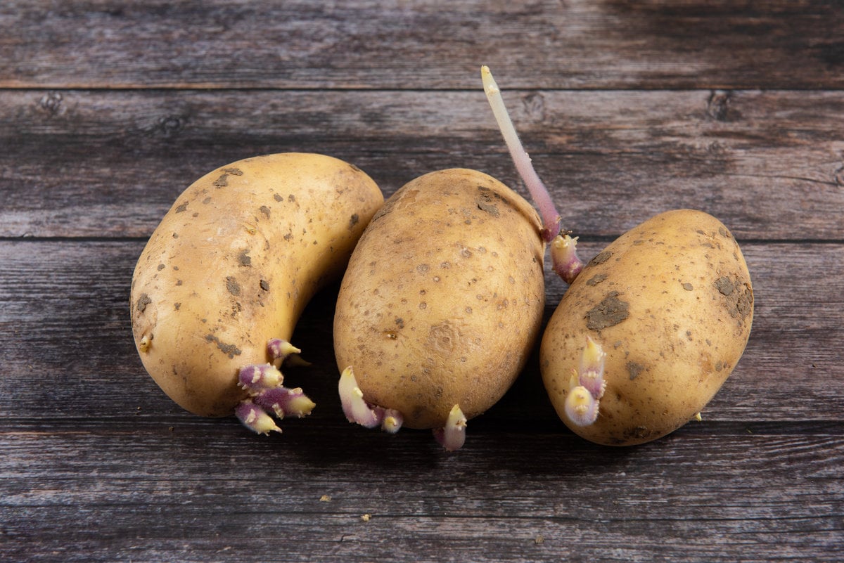 Peut-on manger des pommes de terre germées ? | Planet.fr